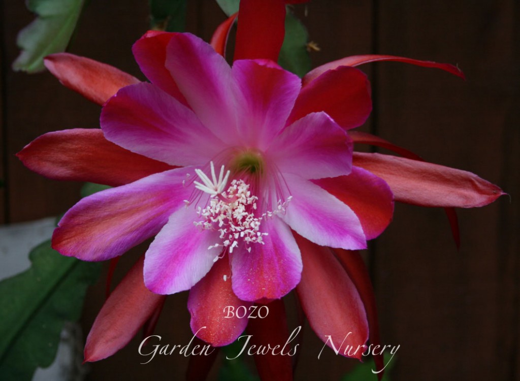 Bozo - Garden Jewels Nursery – San Diego Epiphyllums Garden Jewels ...
