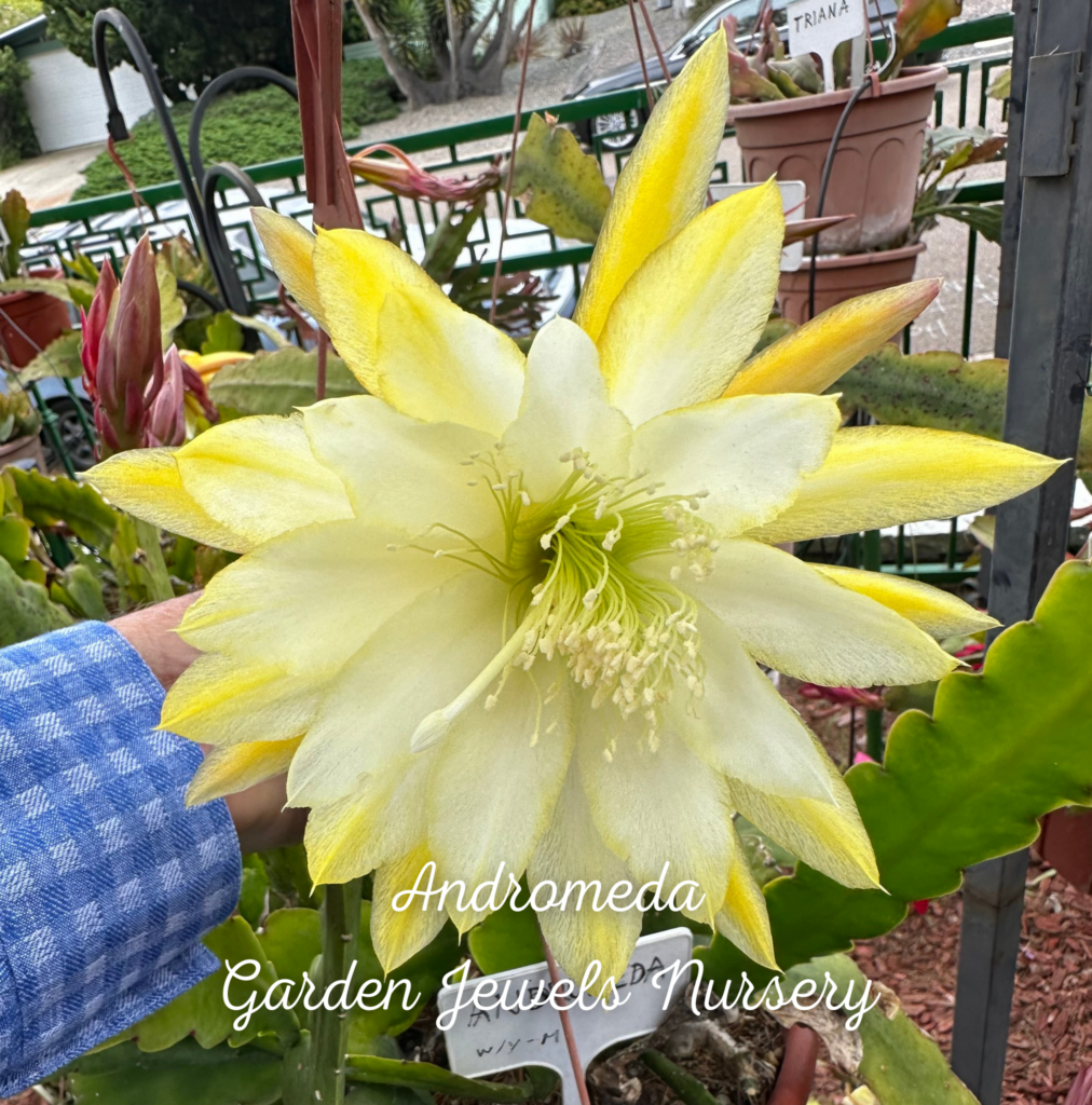 Andromeda - Garden Jewels Nursery – San Diego Epiphyllums Garden Jewels ...