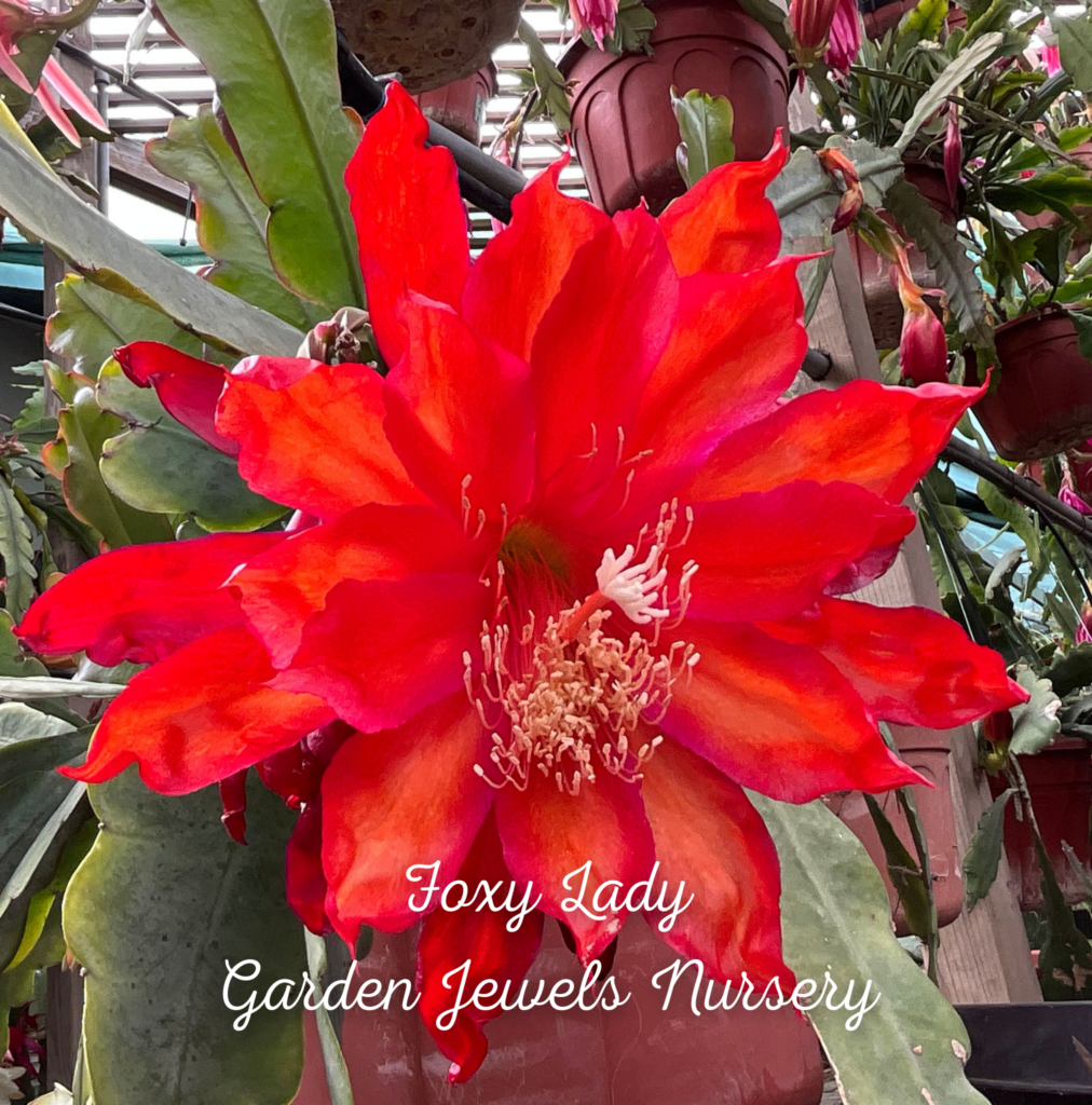 Foxy Lady - Garden Jewels Nursery – San Diego Epiphyllums Garden Jewels ...
