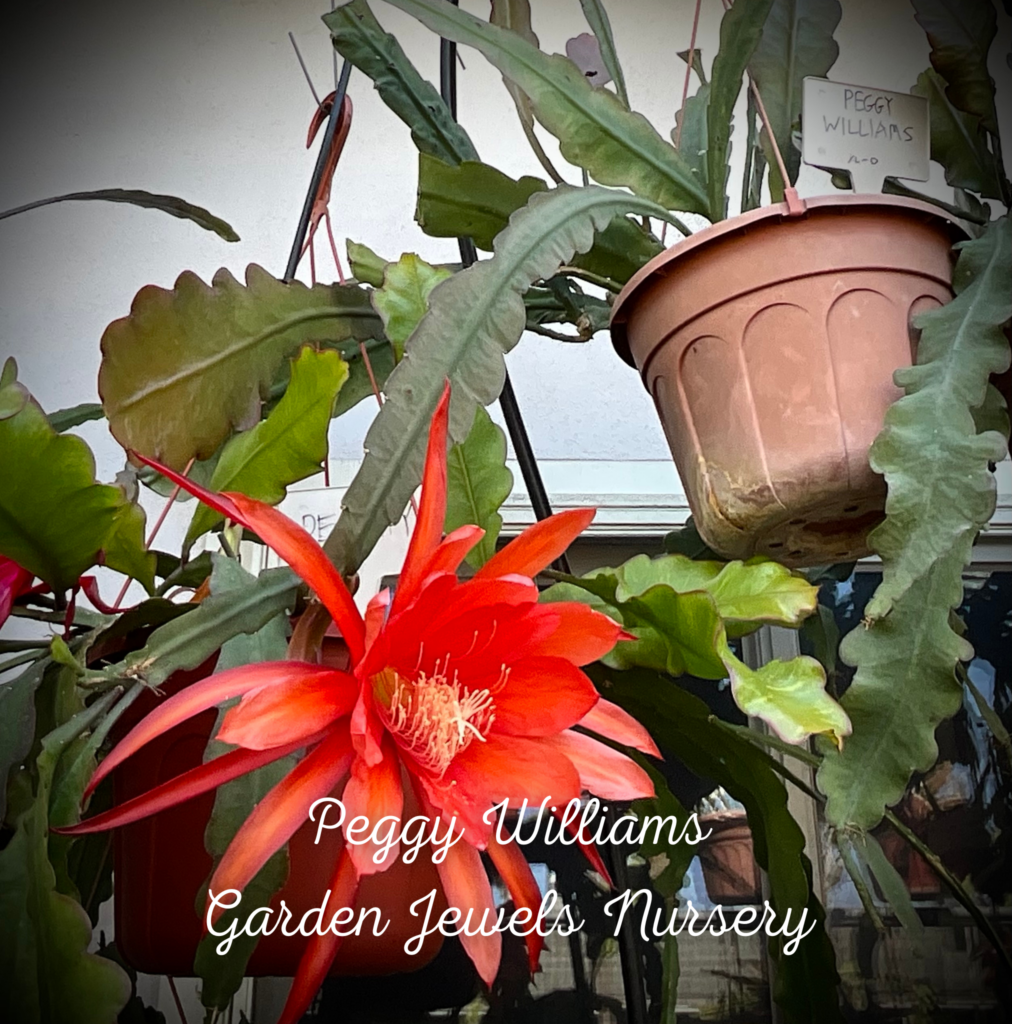 Peggy Williams - Garden Jewels Nursery – San Diego Epiphyllums Garden ...