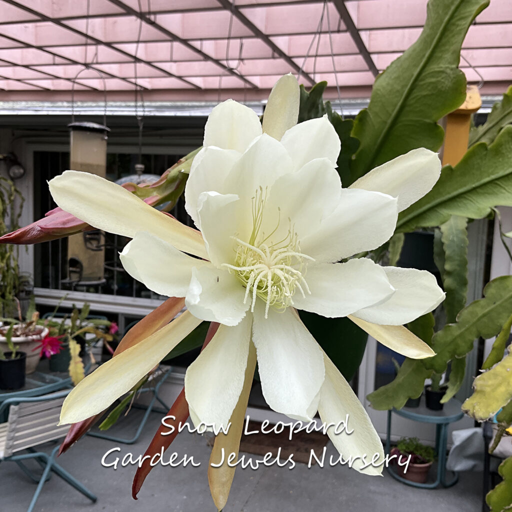 Snow Leopard - Garden Jewels Nursery – San Diego Epiphyllums Garden ...