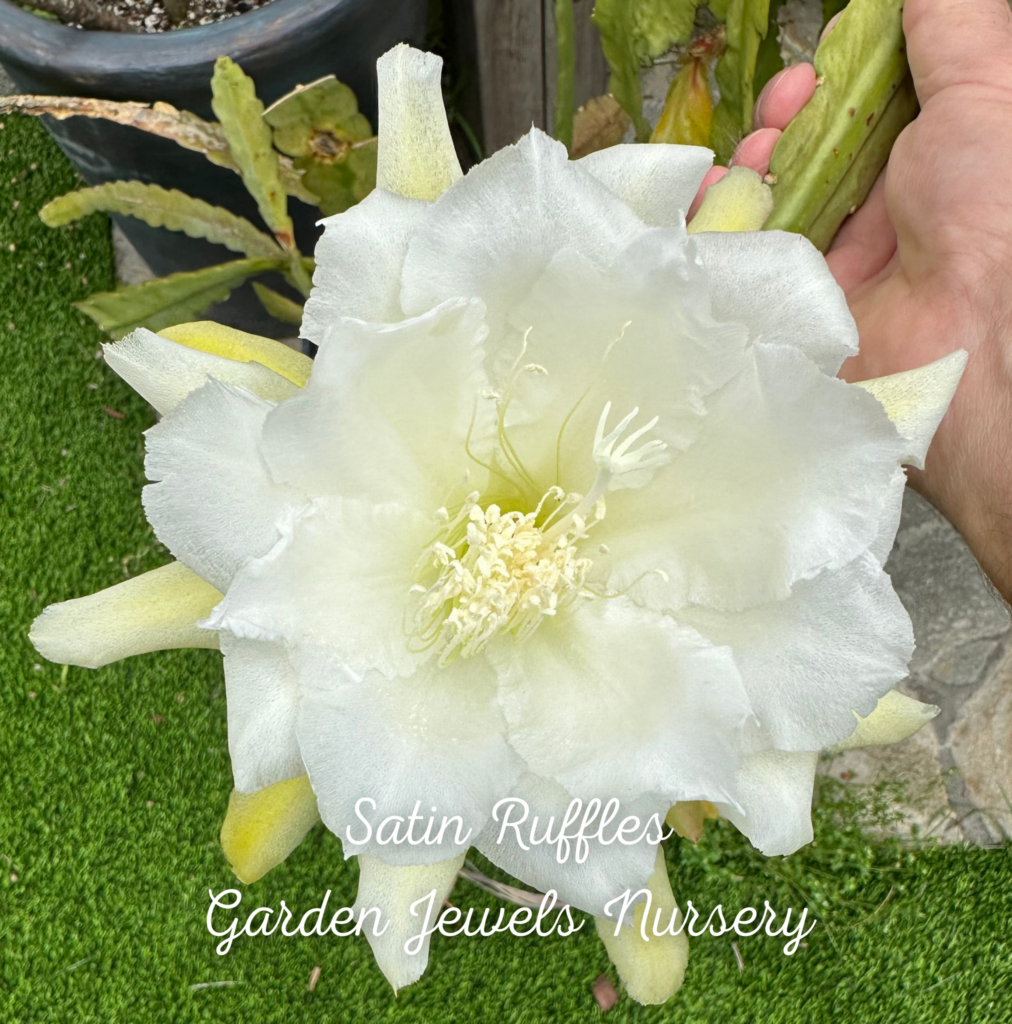 Satin Ruffles - Garden Jewels Nursery – San Diego Epiphyllums Garden ...