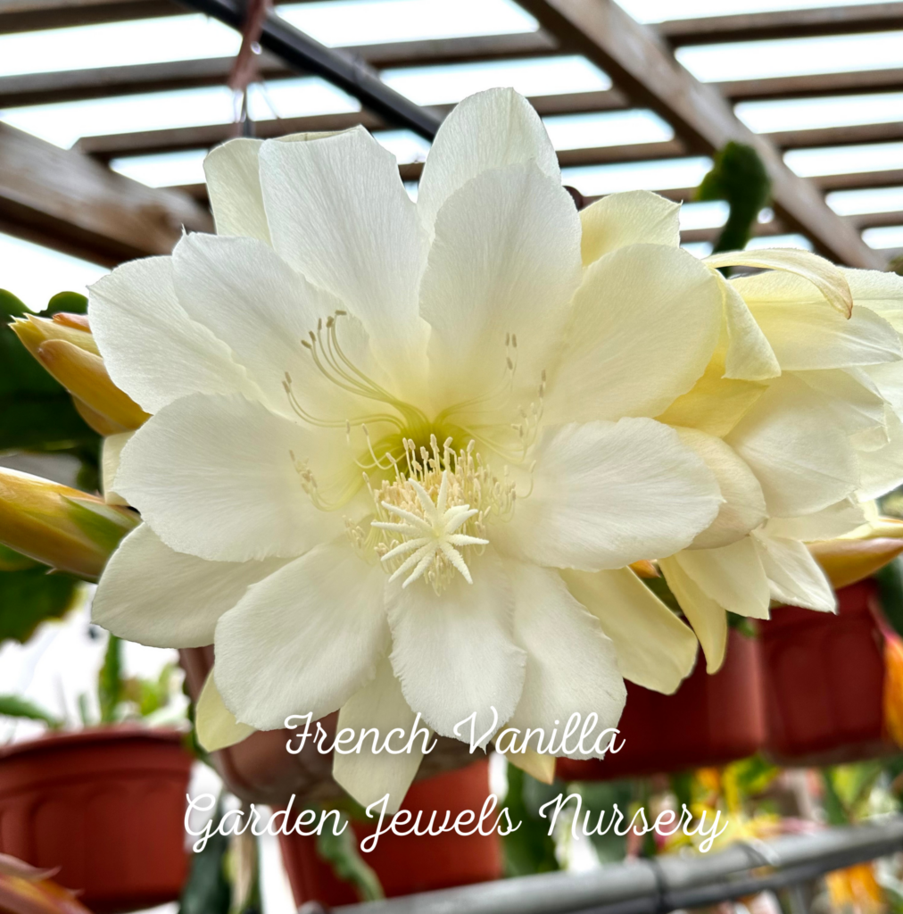 French Vanilla - Garden Jewels Nursery – San Diego Epiphyllums Garden ...