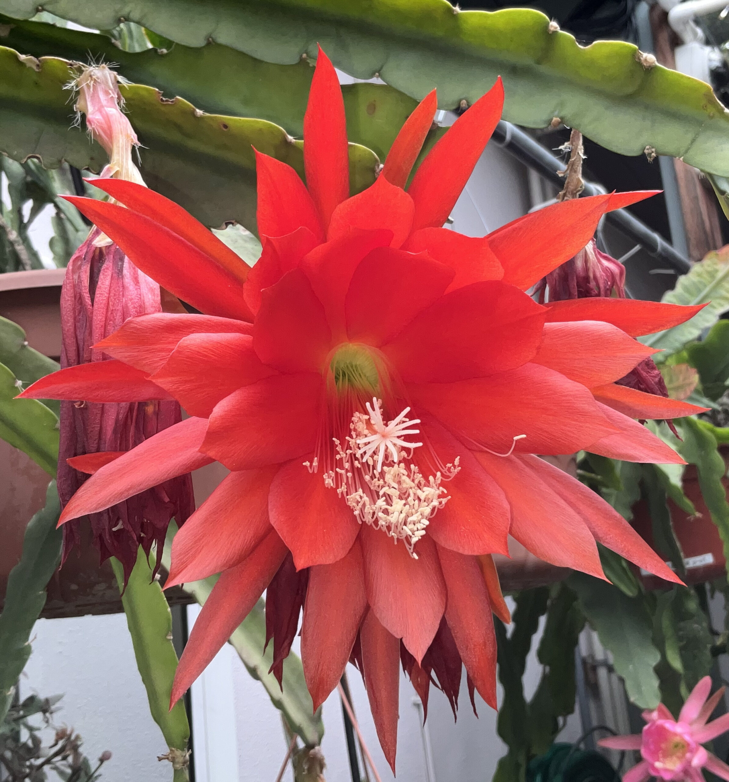 Sun Dodger - Garden Jewels Nursery – San Diego Epiphyllums Garden ...