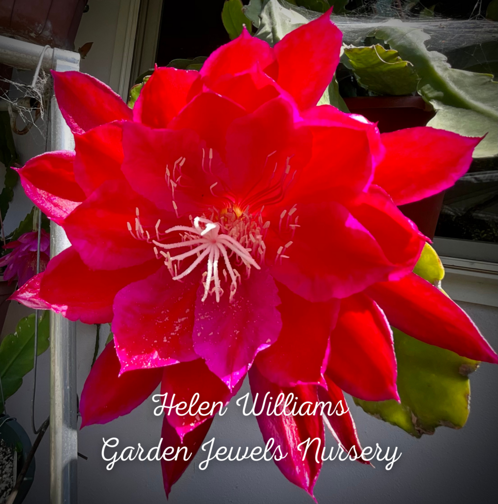 Helen Williams - Garden Jewels Nursery – San Diego Epiphyllums Garden ...