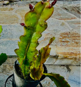 Home - Garden Jewels Nursery – San Diego Epiphyllums Garden Jewels ...